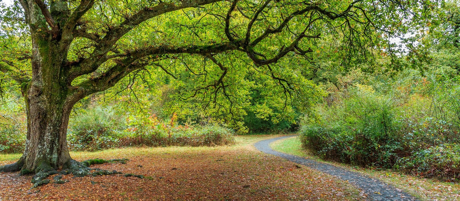 Our History – The Elm Foundation